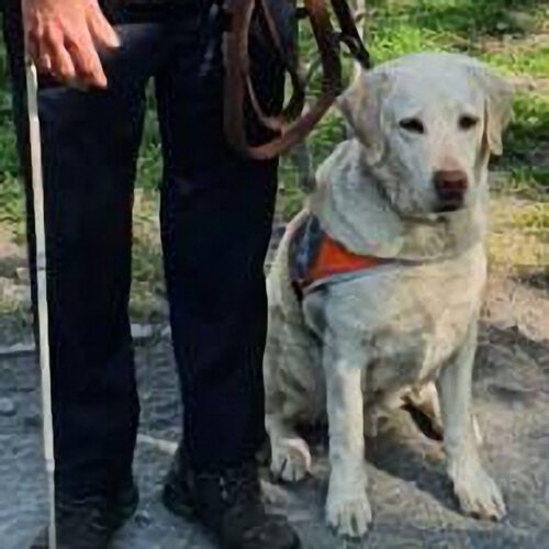 Neues Zuhause für Strolchi gefunden! – Deutsche Blindenführhunde e.V.