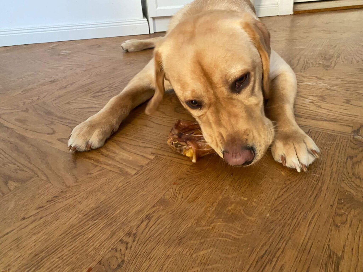 Der junge Labrador Retriever Merlin sucht ein neues Zuhause! – Deutsche ...